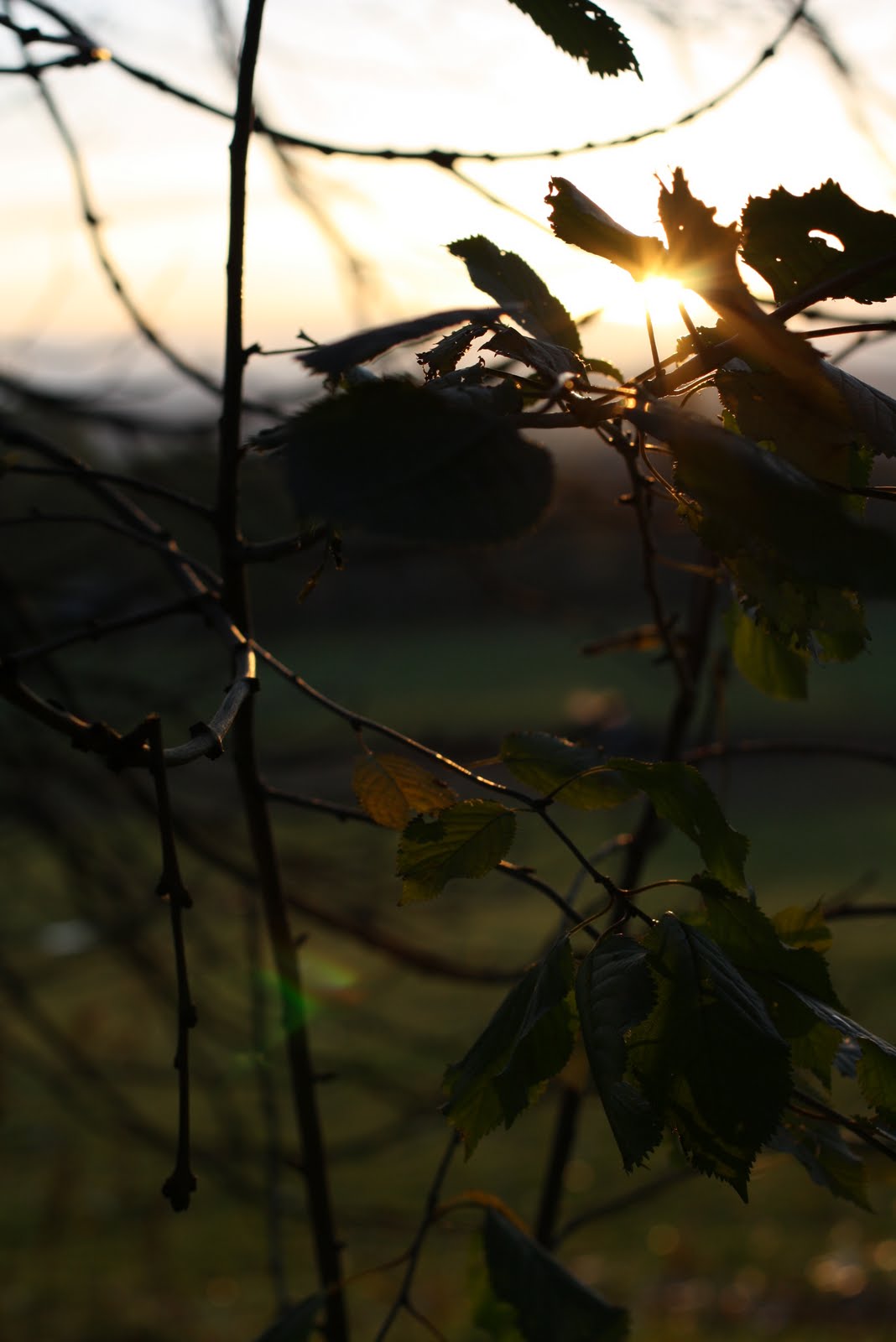 Dom Fleming Photography: Autumn