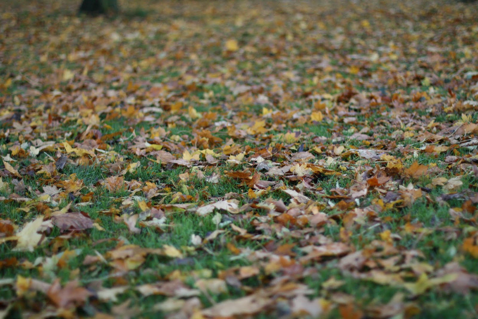 Dom Fleming Photography: Autumn