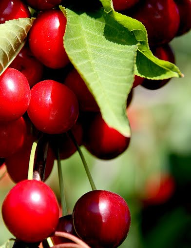 cereja da cova da beira: A cereja na saúde