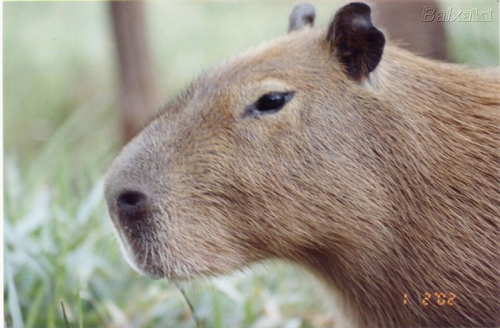 Fauna Brasileira