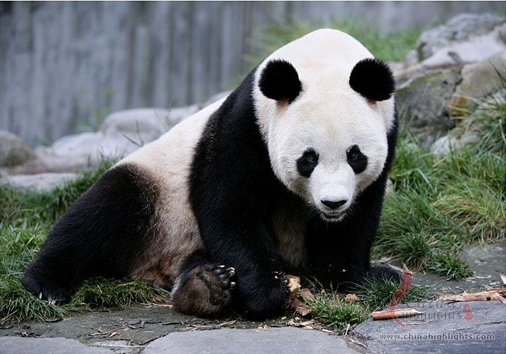 We can do our best to save this Marvelous Animals: Giant Panda