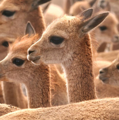 Goodness: Vicuña