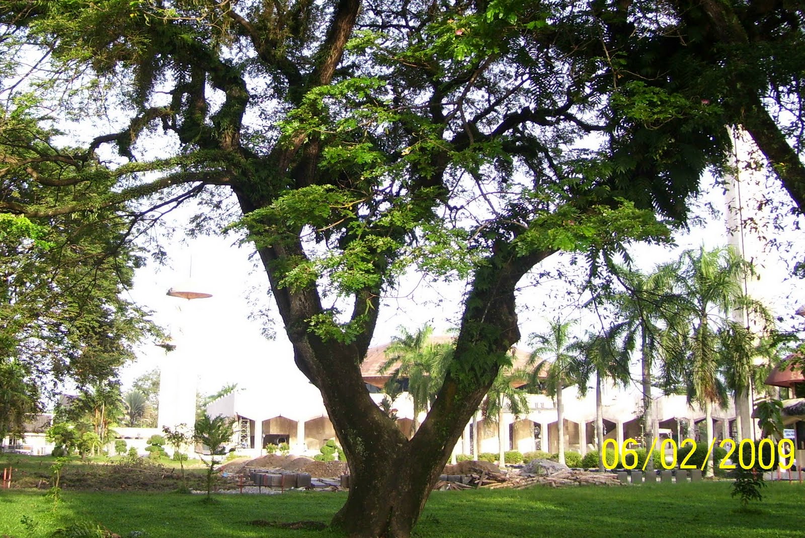 Berbagi Hikmah: Pohon Rindang