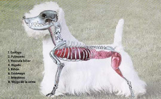 Los perros pilar nuria: anatomia del perro