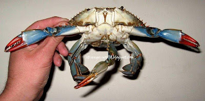 Strange World: 3 Clawed Freak Crab