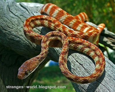 Strange World: weird snake