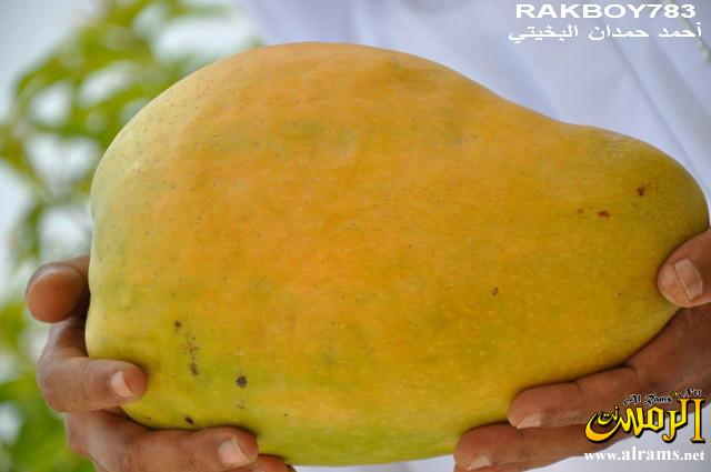 Strange World: World's biggest mango fruit