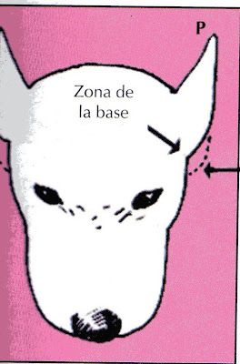 BRAVURA DEL AYAR: Conchectomia ou Corte de Orelhas