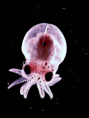 Probeta: Bebé Pulpo