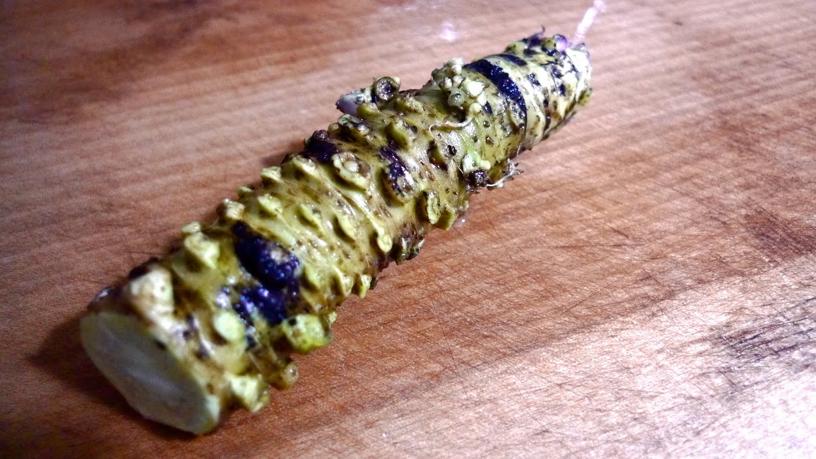 my little cup of sunshine: Fresh wasabi root from Alishan in Taiwan