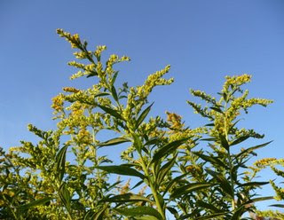 Honey Gardens: Nectar and Pollen Plants of the Champlain Valley ...