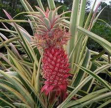 EDAKKALATHUR VILLAGE: painapple tree