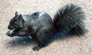 Sandwalk: Canadian Black Squirrels Take Over Washington D.C.
