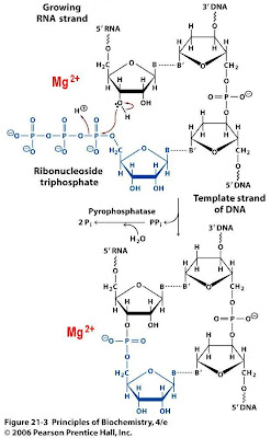 Rna Polymerase Reaction