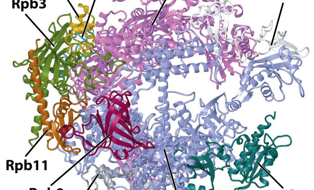 Rna Polymerase Structure