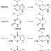 Sandwalk: Tautomers of Adenine, Cytosine, Guanine, and Thymine
