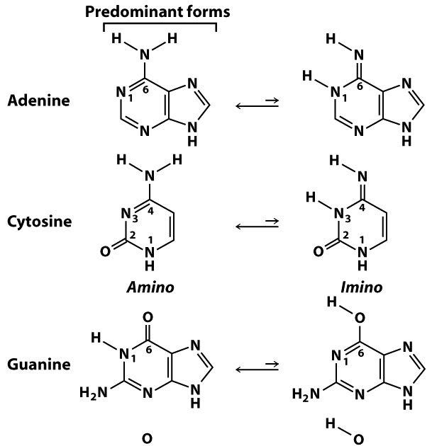 Sandwalk: Tautomers of Adenine, Cytosine, Guanine, and Thymine
