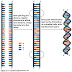 Sandwalk: The Three-Dimensional Structure of DNA