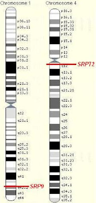Sandwalk: Human Genes Involved in the Signal Hypothesis Pathway