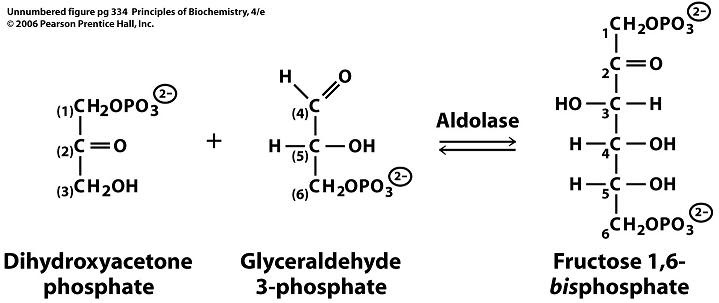 Sandwalk: The Aldolase Reaction and the Steady State