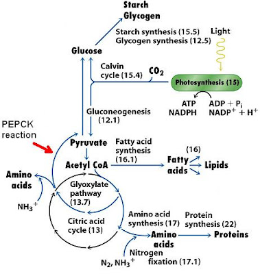 Sandwalk: Supermouse