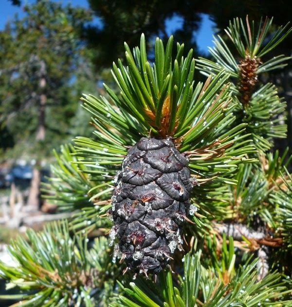 Sandwalk: Botany Photo of the Day and the Oldest Living Organism