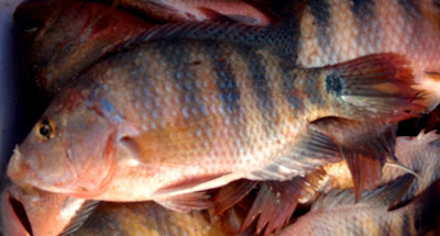 The happy anachronism: a fishing blog: Interesting Belizean Freshwater Fish