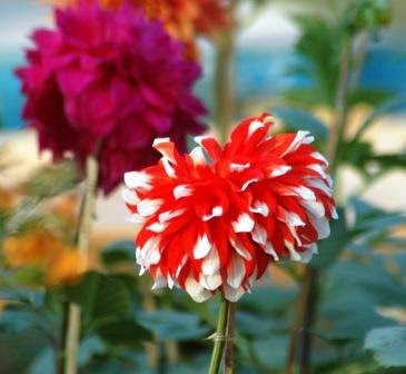 Purulia & its different prespectives: Flowers for the Purulia flower show