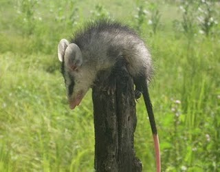 Timbus também estão sendo mortos na Lagoa Olho D'água ~ Blog Lagoa Olho ...