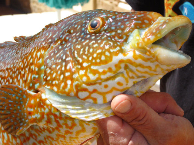 blog de Patrick Guégan