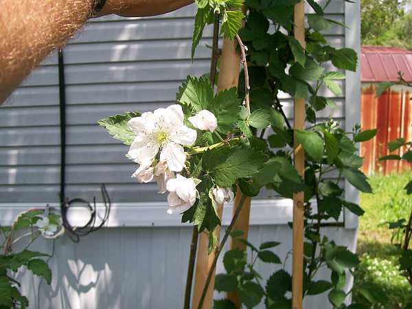 The Citrus Guy: A Ramble on Brambles