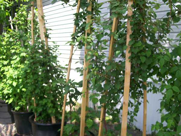 The Citrus Guy: A Ramble on Brambles