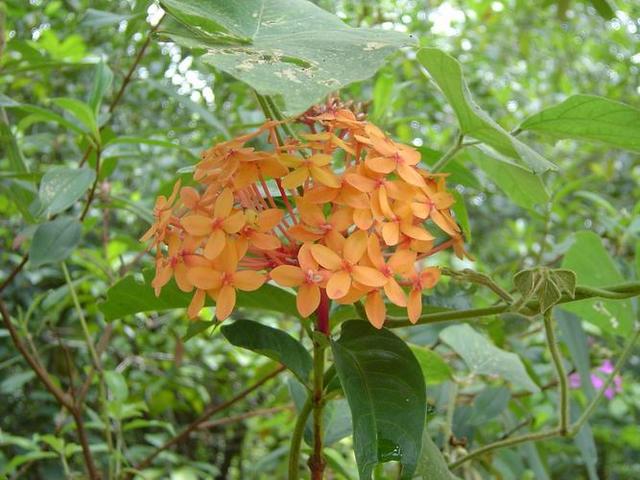 11+ Baru Bunga Jarum, Gambar Bunga