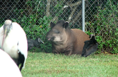 TAPIRS: The Tapir Preservation Fund (TPF): Lion Country Lowland Tapir ...