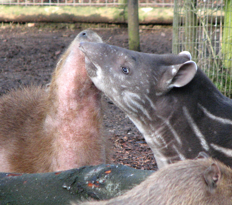TAPIRS: The Tapir Preservation Fund (TPF): Ronnie Tapir and the Capybara