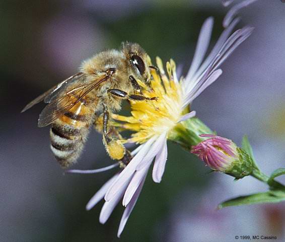 LIVE with Bee Philosophy