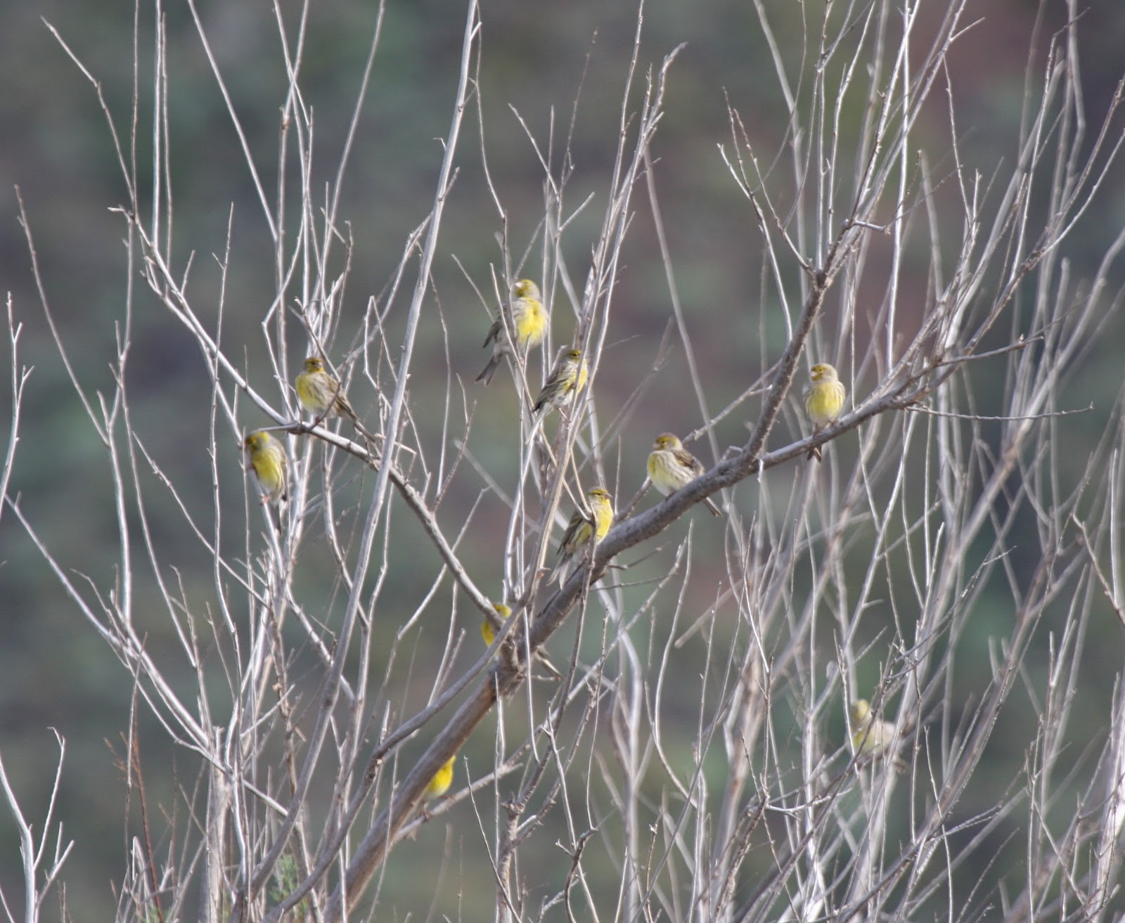The Blue Chaffinch: Tenerife - December 2010