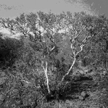 DATOS SOBRE DESARROLLO: El Palqui puede reducir los indices de desnutrición