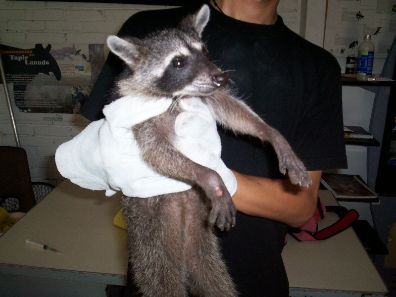 SALUD, CONSERVACION Y AMBIENTE: ATENCIÓN MEDICA