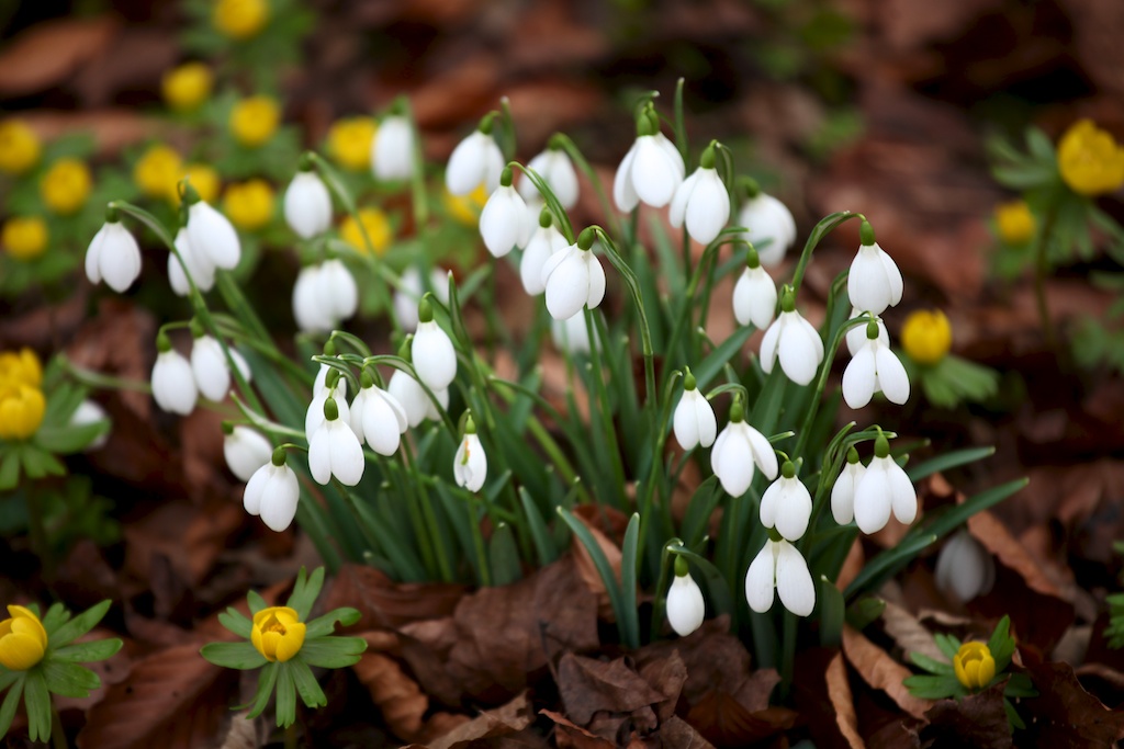 anna lythgoe photography: Snowdrops at Colesbourne Park, Gloucestershire