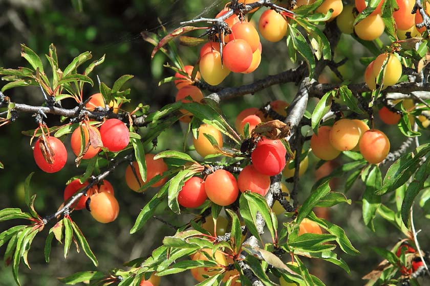 Rene Heil - Ranch Photographer: Sandhill Plums
