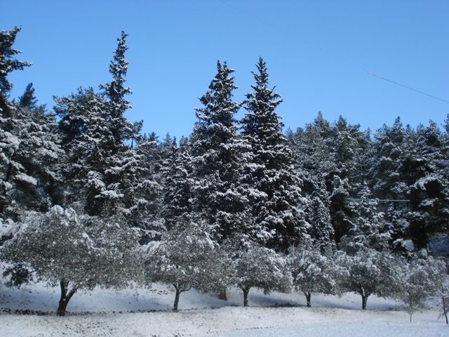 Linear amplifier 4cx5000a