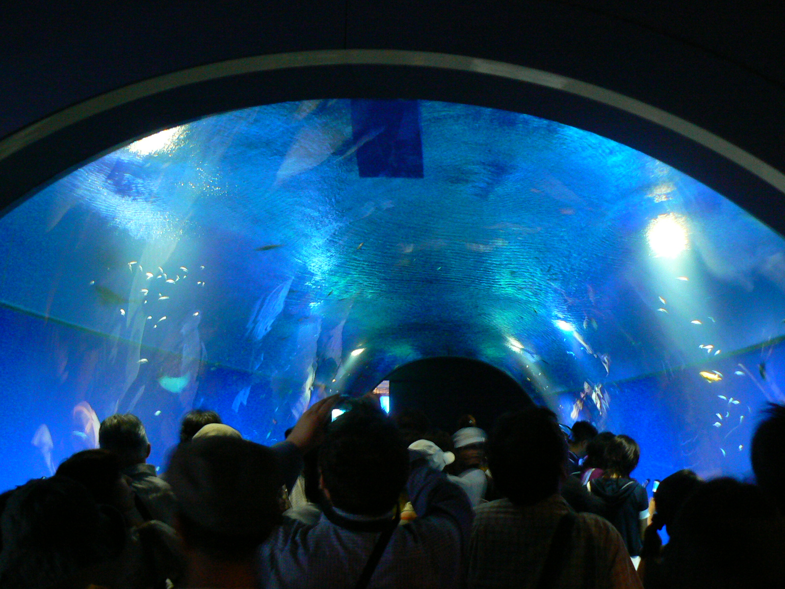 Aquarium Osaka | Calatorie spre fundul oceanului