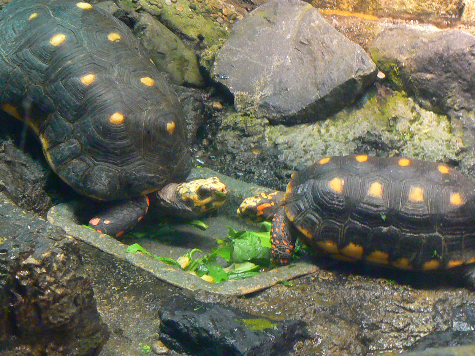 Aquarium Osaka | Calatorie spre fundul oceanului