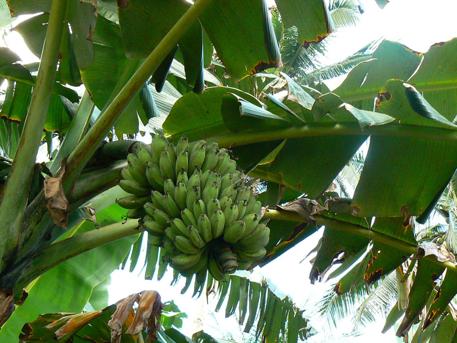 Filipine | O zi superba in Bohol | Impresii calatorii si imagini