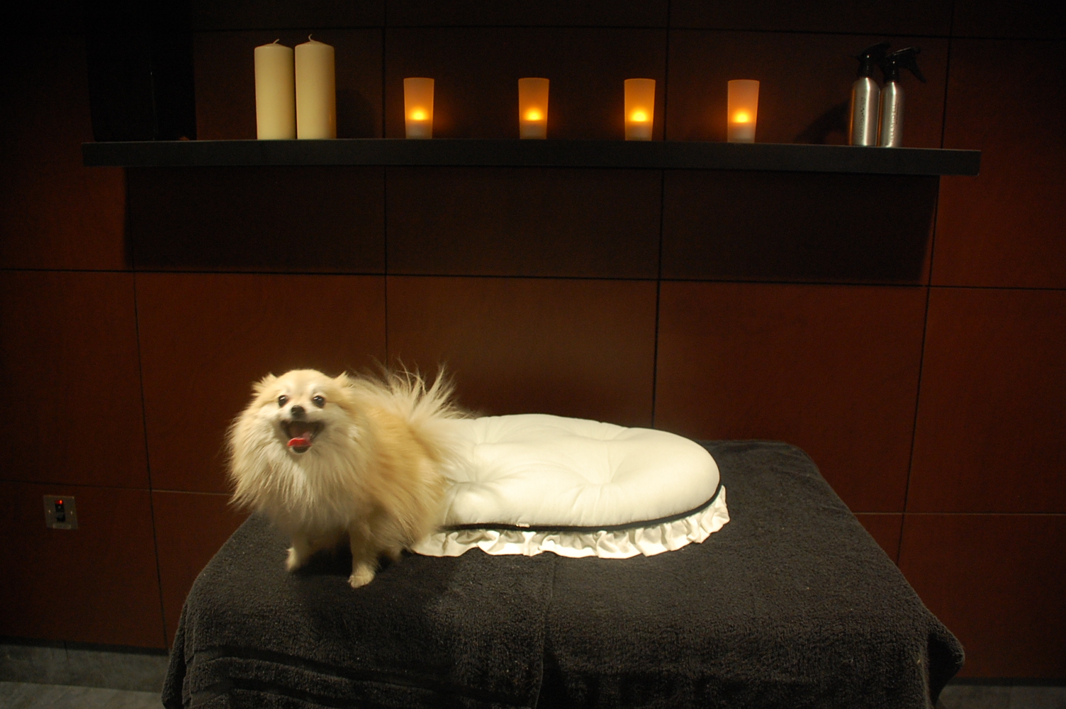 Butters the Fashion Dog: Pomeranian gets Pampered at the Harrods Pet Spa