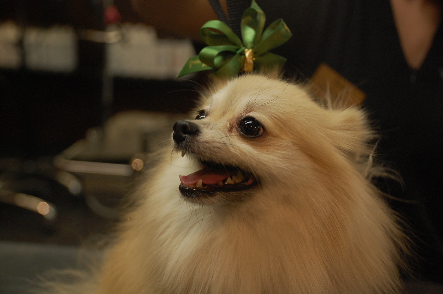 Butters the Fashion Dog: Pomeranian gets Pampered at the Harrods Pet Spa
