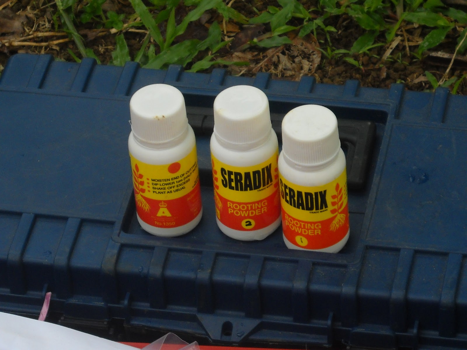 Cara Mengetut Pokok [Marcotting] - D Kebun