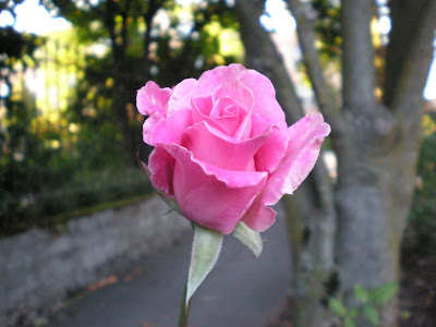 Kathy Dee's view of Portland, Oregon: Rose Buds in the Hell Strips