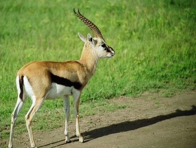 Thomson's Gazelle 2 - zoo22